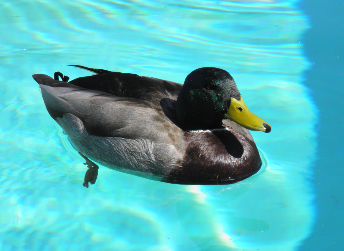 Bird Proof Netting for Pools Australia: Schools, Retirement, Resort ...